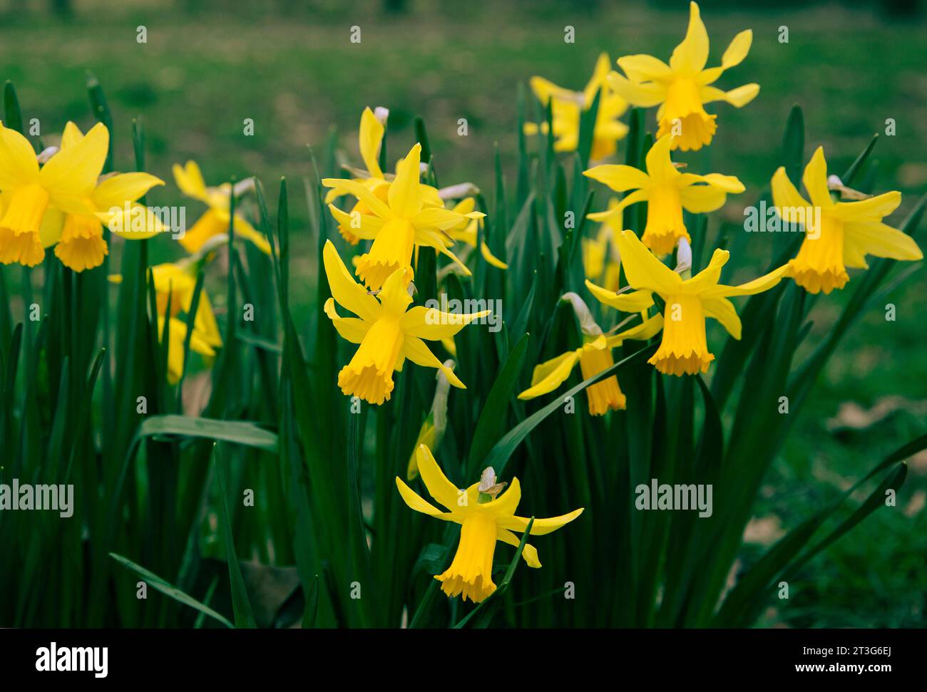 Daffodils bloom as people spend their time in Regent’s Park, London ...