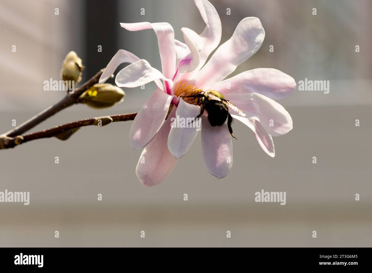 A bumblebee gathers pollen from a magnolia bloom in early spring Stock ...