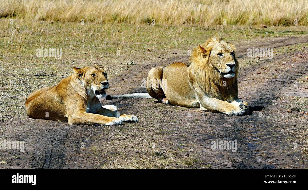 Animals in Maasai Mara National Park, Kenya: A lion and a lioness ...