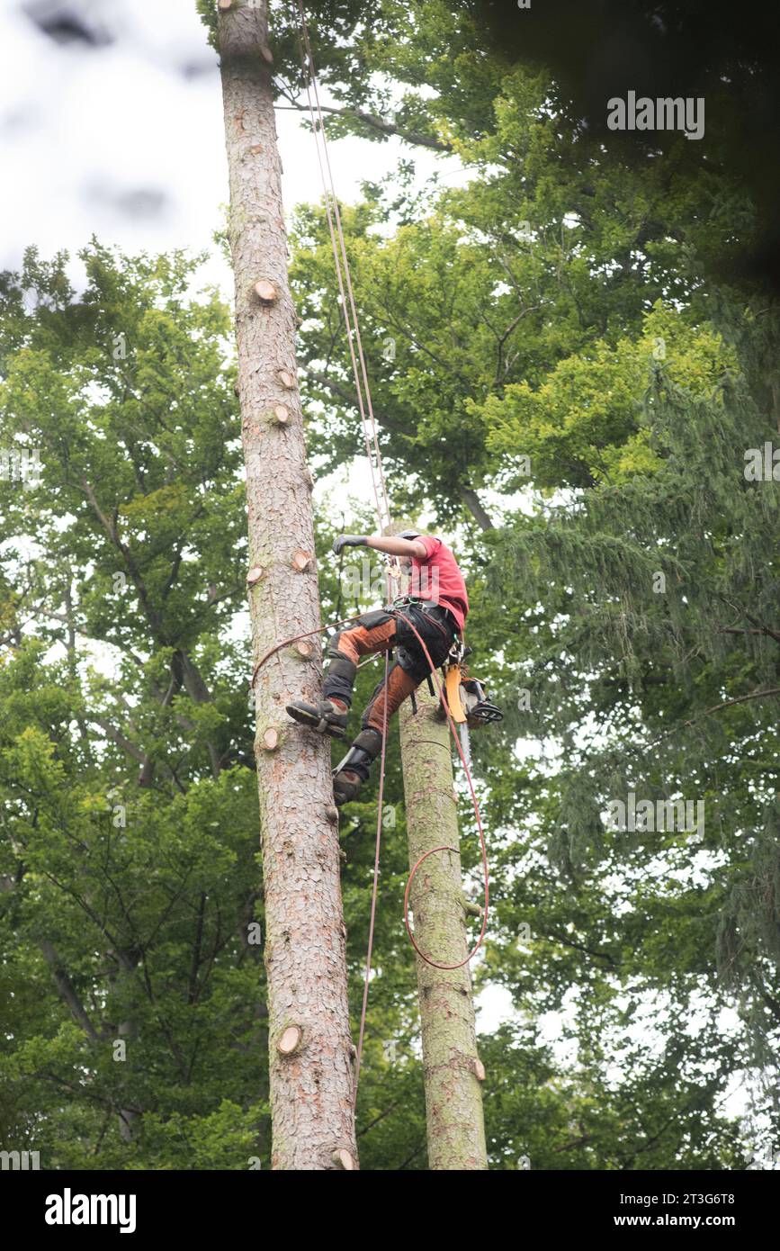 Aborist Working At Height During Tree Care And Tree Pruning Aborist ...