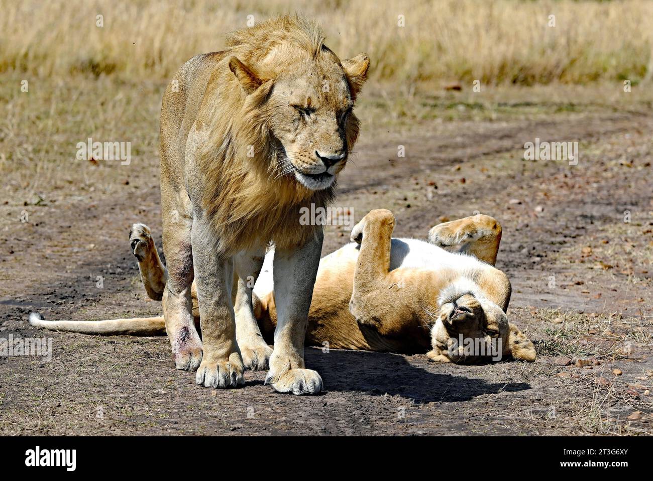Animals in Maasai Mara National Park, Kenya: A lion and a lioness ...