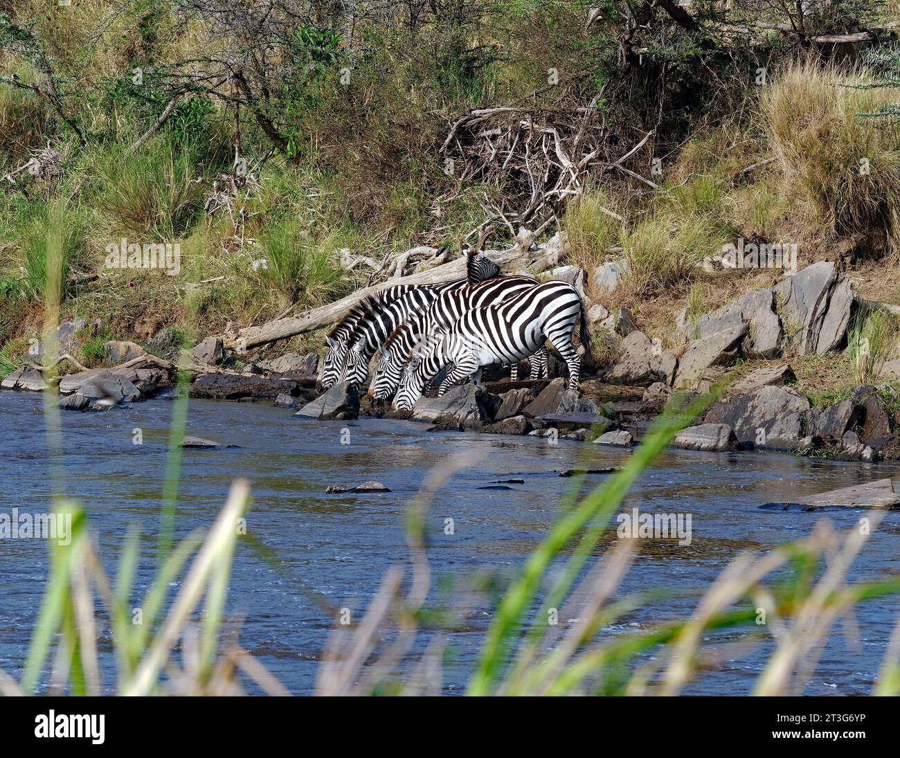 Animals in Maasai Mara National Park, Kenya: Zebras drinking water from ...