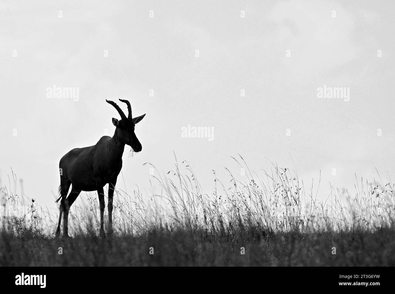 Animals in Maasai Mara National Park, Kenya: A topi standing and ...