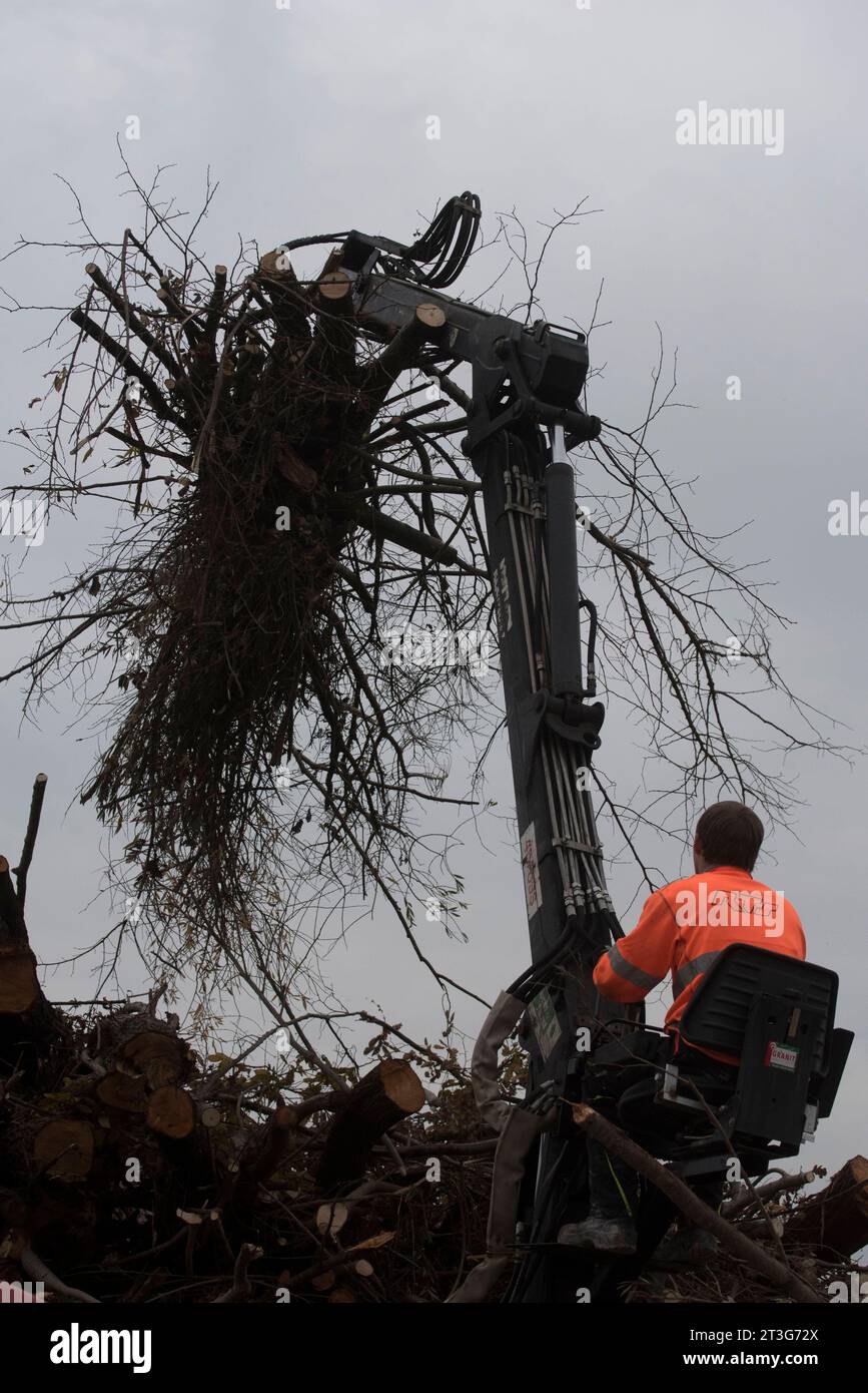 Cleanup Work After A Storm, Tree Damage In The Forest Cleanup After ...
