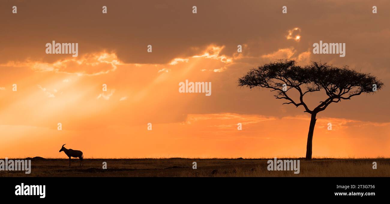 Animals in Maasai Mara National Park, Kenya: A single Topi enjoying the ...