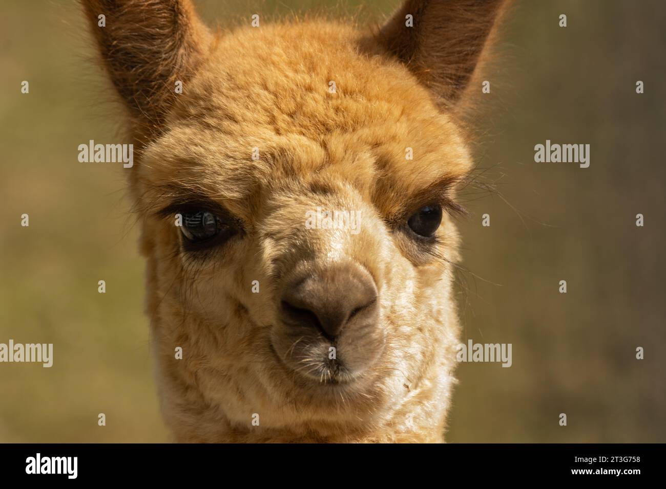 Macro alpaca hi-res stock photography and images - Alamy
