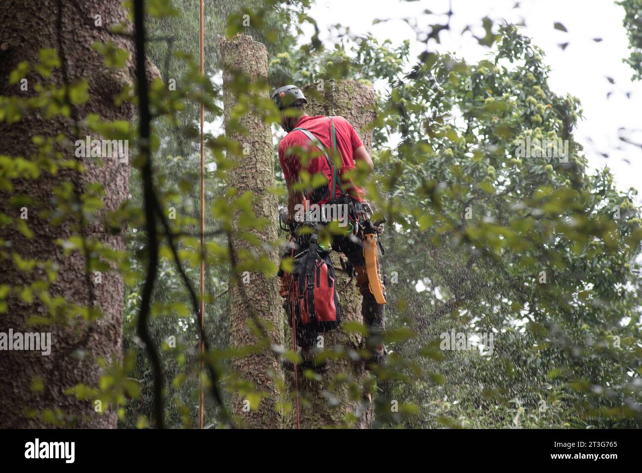 Aborist Working At Height During Tree Care And Tree Pruning Aborist ...