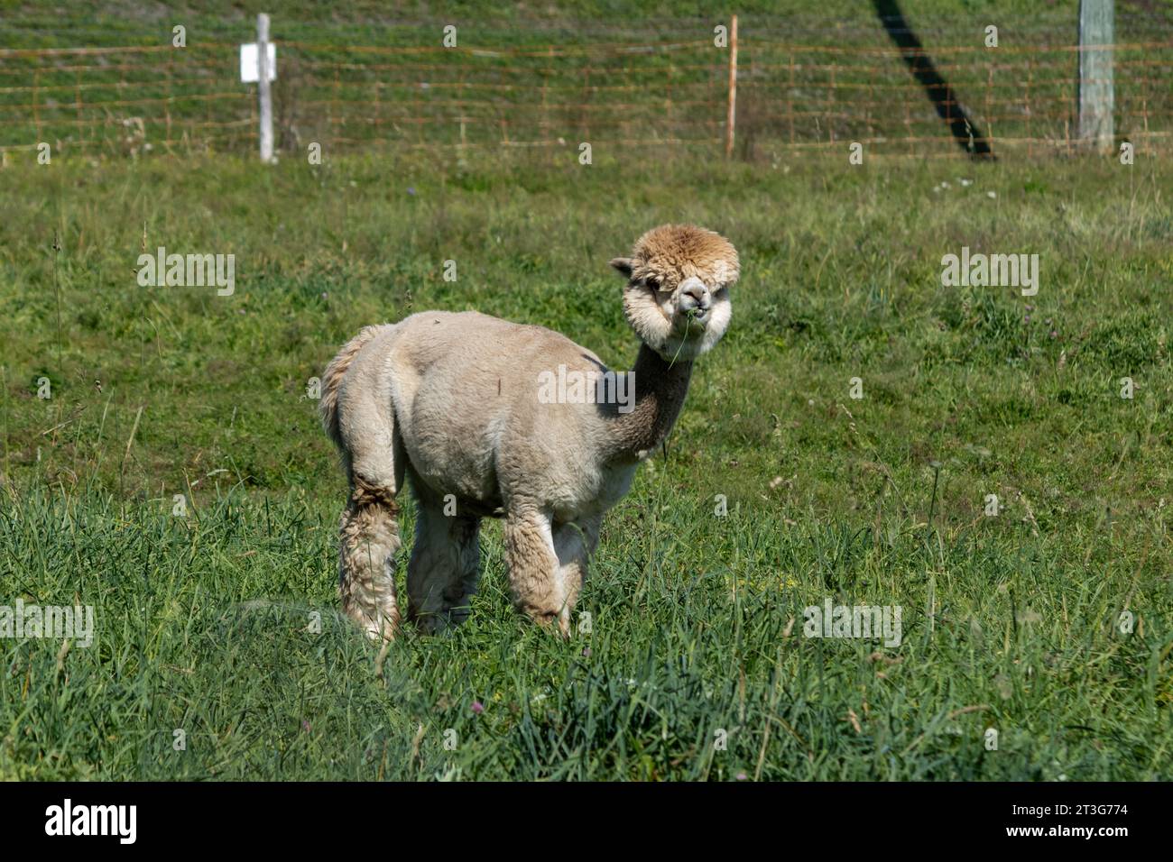 A cream-coated alpaca has a curly top that resembles a mophead Stock ...