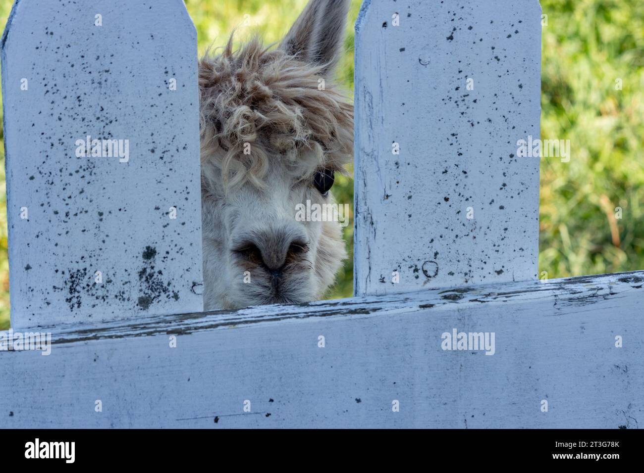 A cream-coated alpaca peers out, between slats of a white picket fence ...