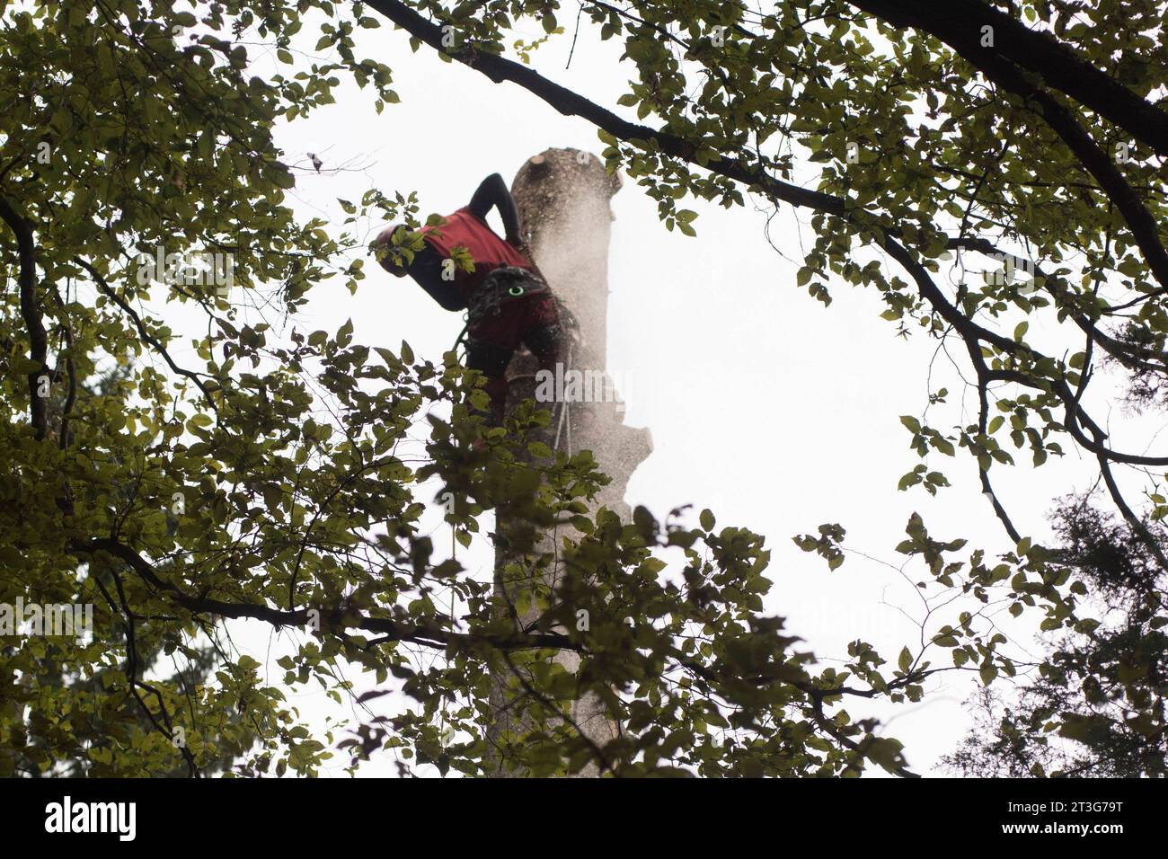 aborist working at height during tree care and tree pruning aborist ...