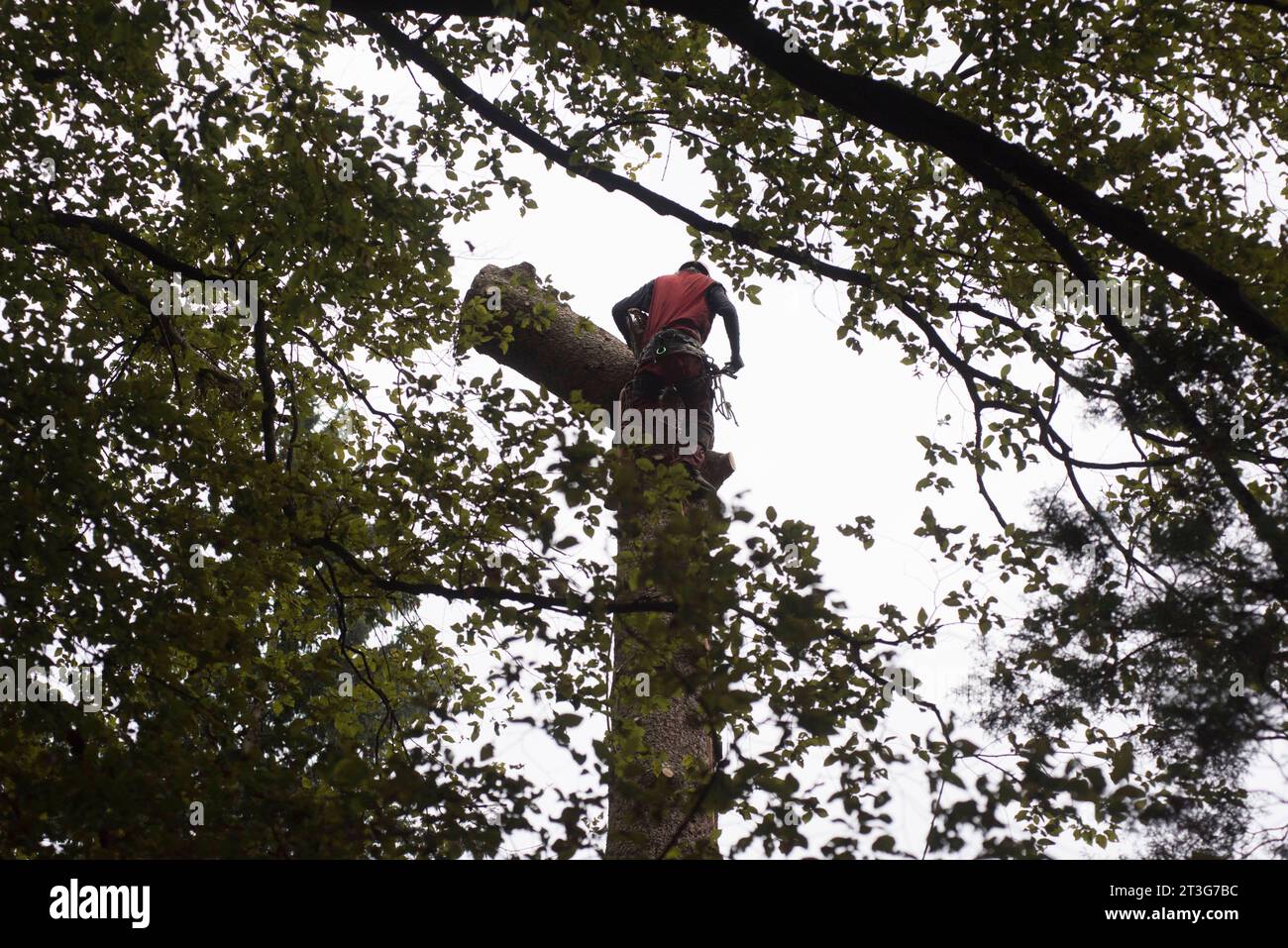 aborist working at height during tree care and tree pruning aborist ...
