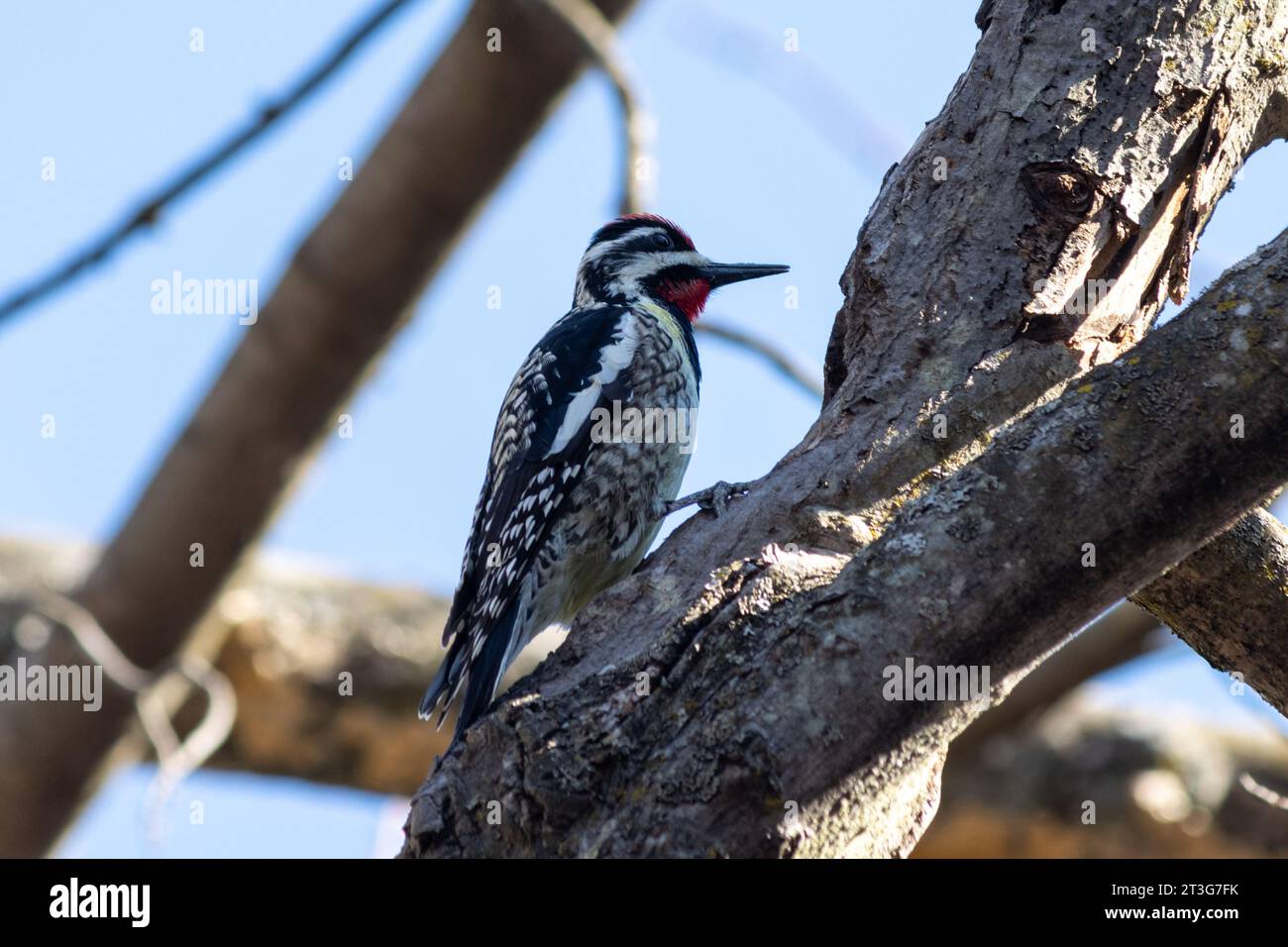 A yellow bellied sapsucker taps at a tree to obtain sap in the spring ...