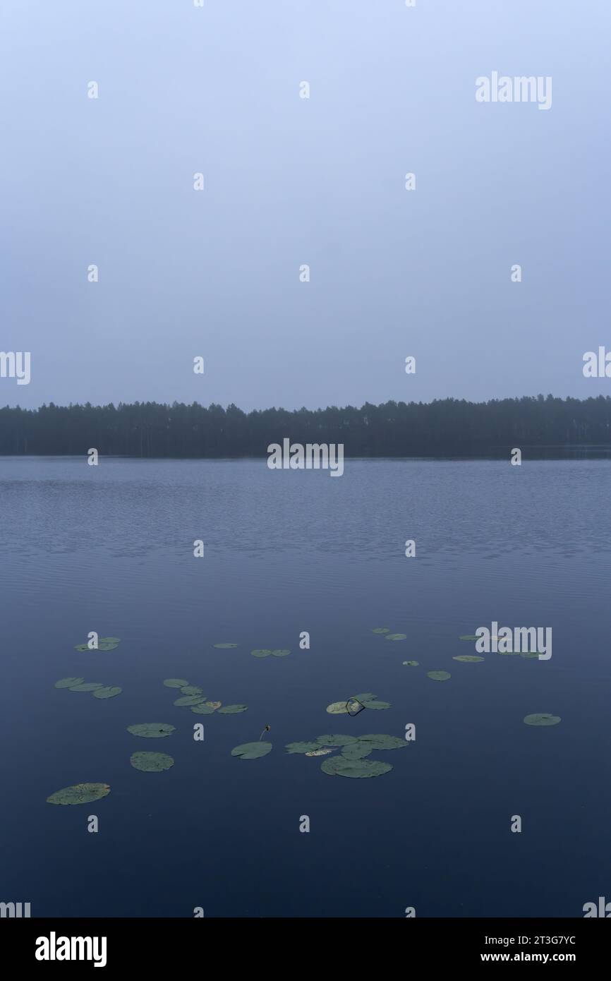 Misty morning lake landscape view with lily pads in the foreground ...