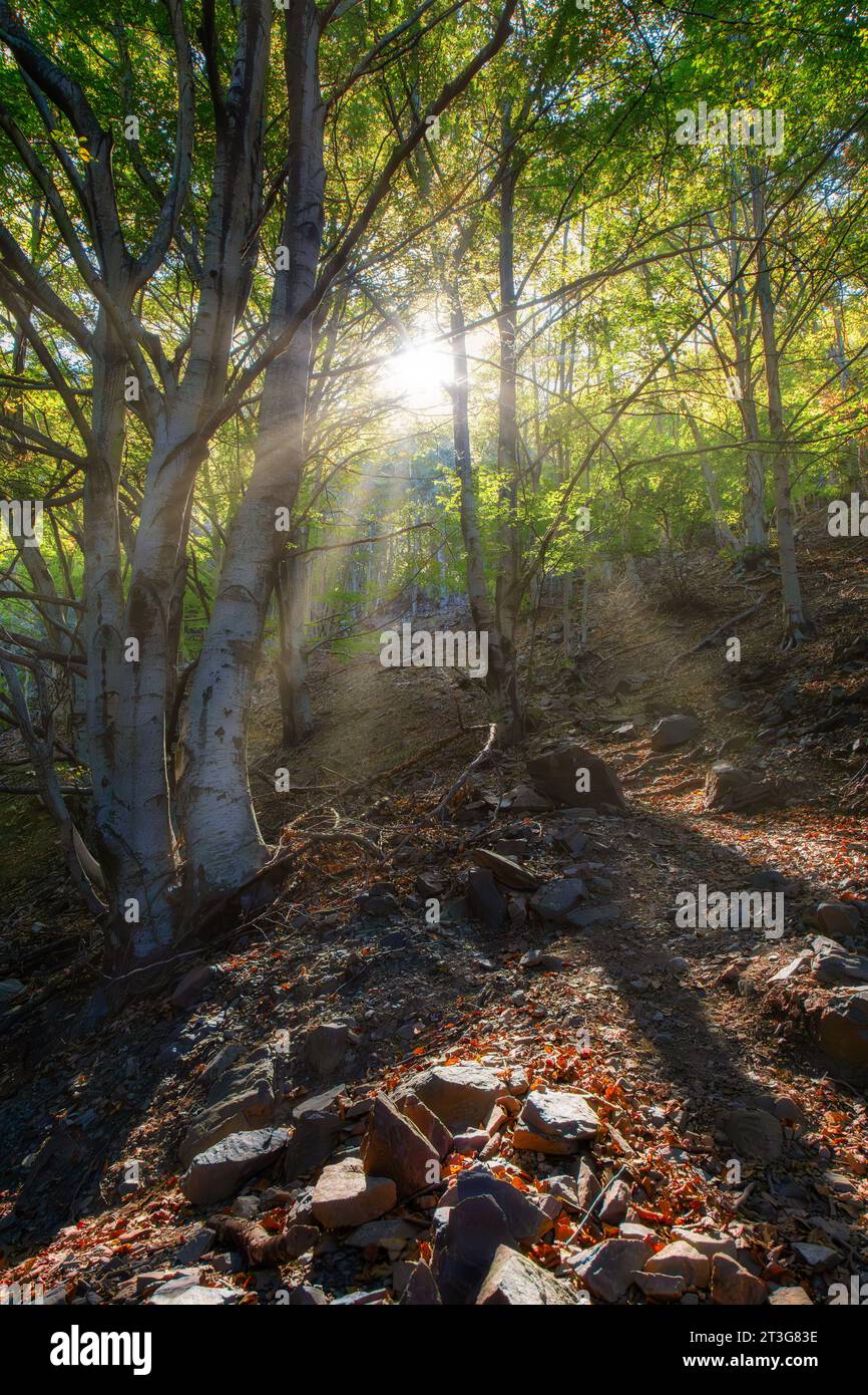 Beech beam hi-res stock photography and images - Alamy