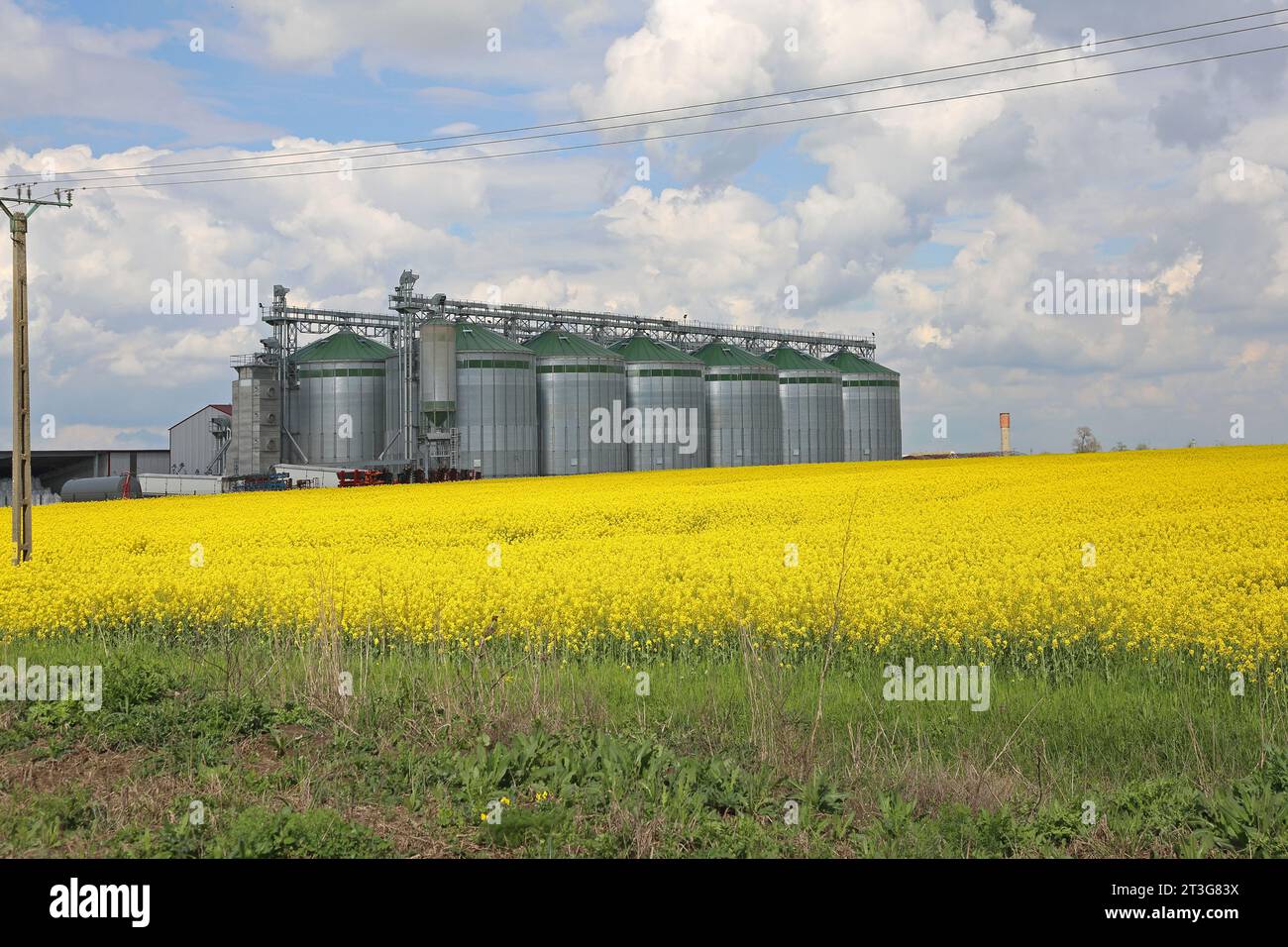 Rapeseed Field and Big Silo Storage at Farm in Romania Stock Photo - Alamy