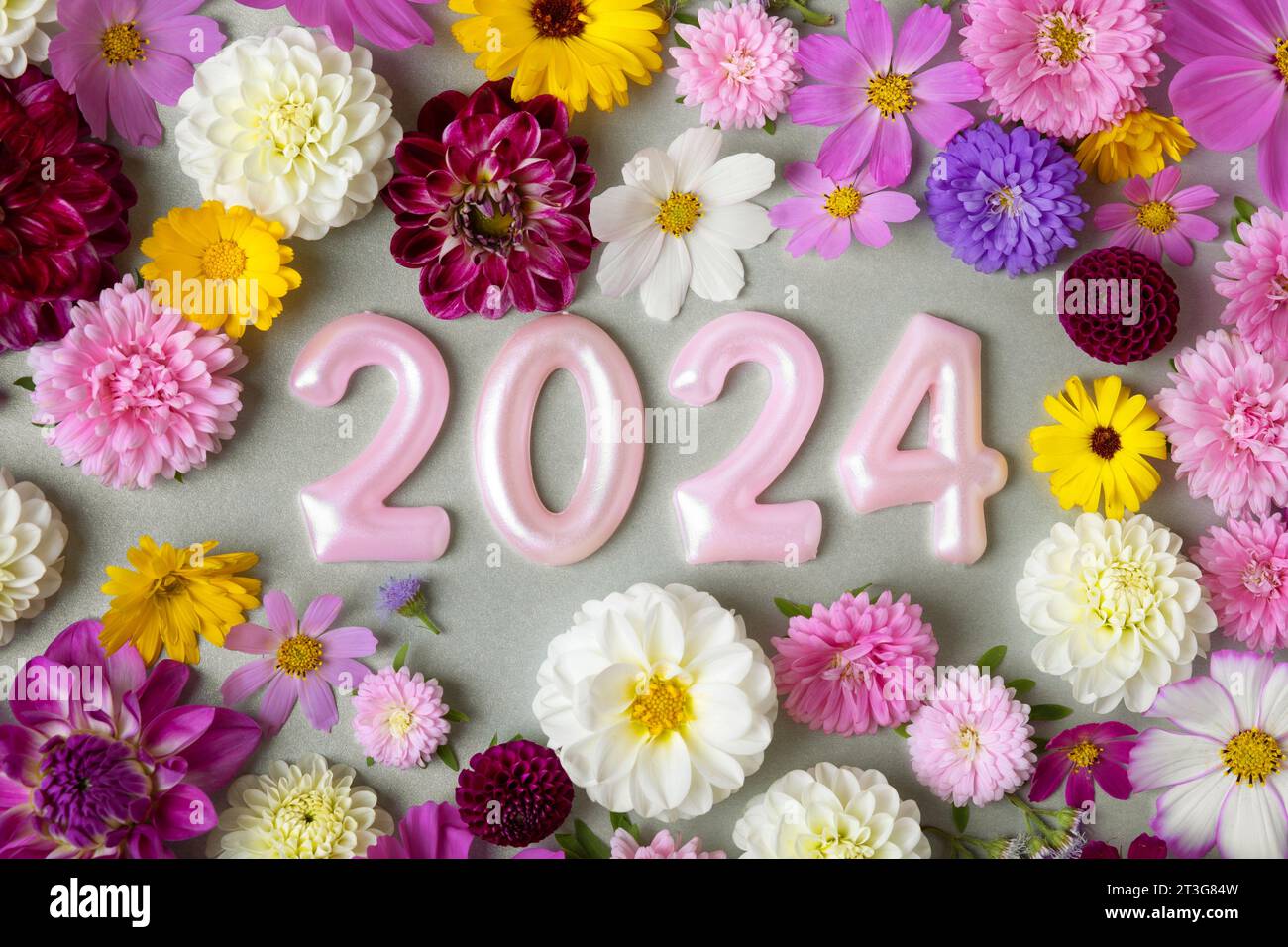 Pink numbers and colorful flowers of dahlias, calendulas, marigolds ...