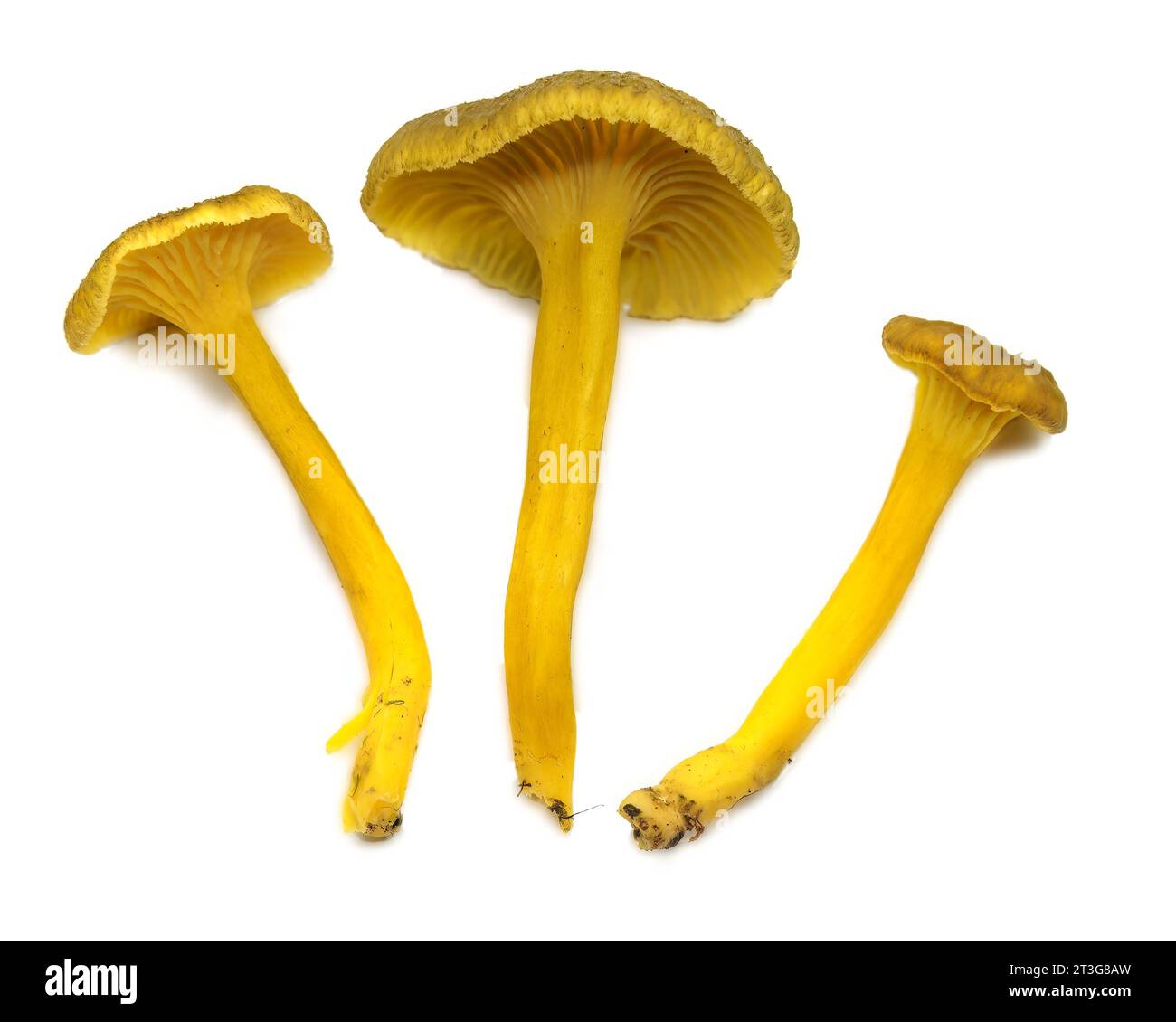 Three Yellowfoot mushrooms (Craterellus tubaeformis) isolated on white ...