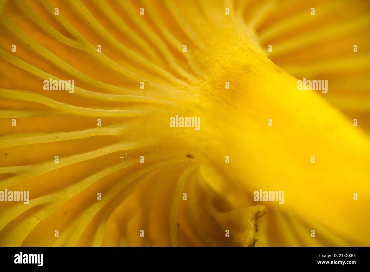 Extreme close up of the ridges underside of the Yellowfoot mushroom cap ...