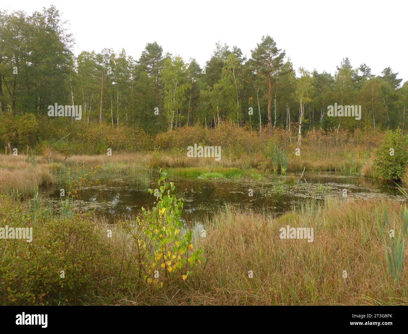 Arracher Hochmoor nature reserve Stock Photo - Alamy