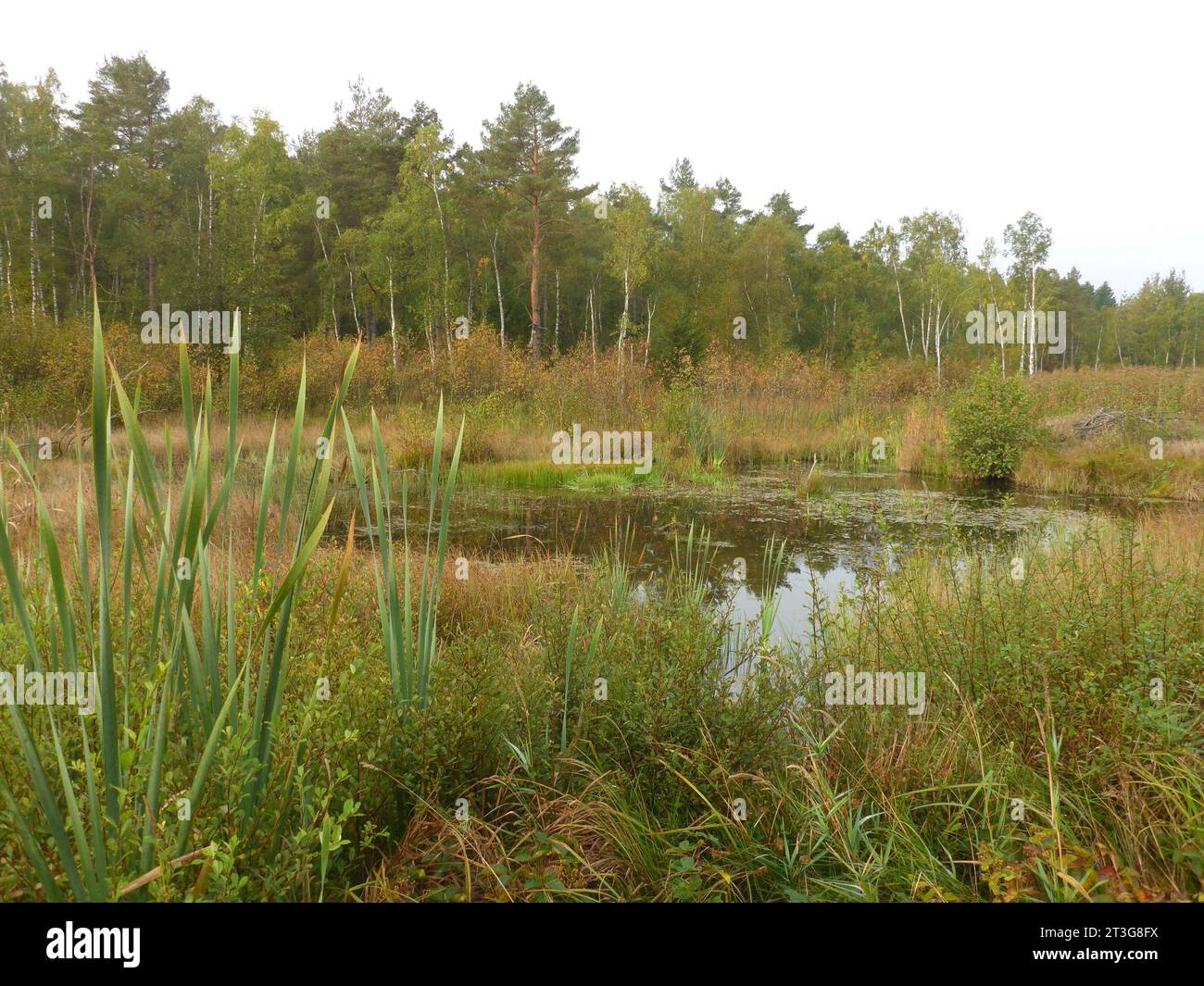Arracher Hochmoor nature reserve Stock Photo - Alamy