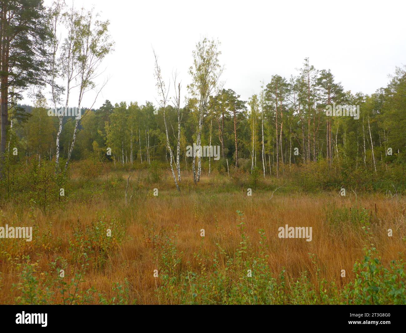 Arracher Hochmoor nature reserve Stock Photo - Alamy