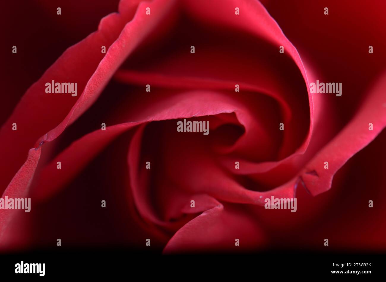 Macro bouqet flower hi-res stock photography and images - Alamy