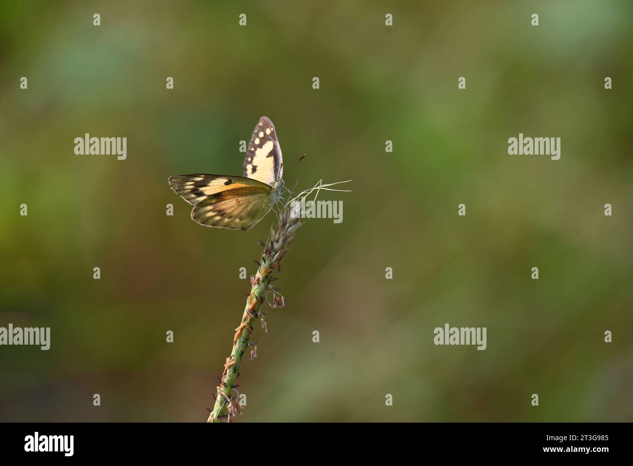 Opening the wings hi-res stock photography and images - Alamy