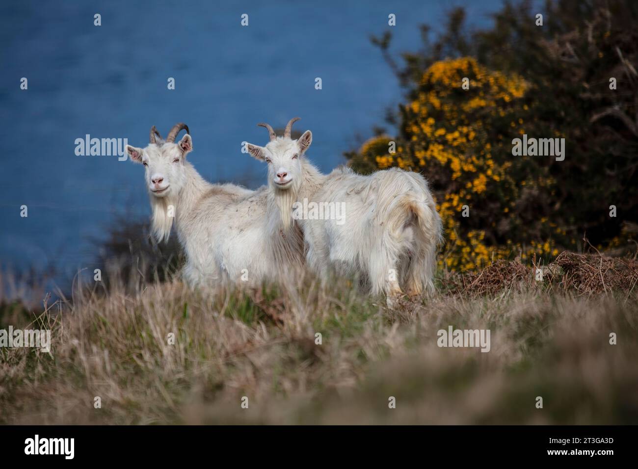 Two seemingly identical Kashmiri Goats Capra Markhor looking over their ...