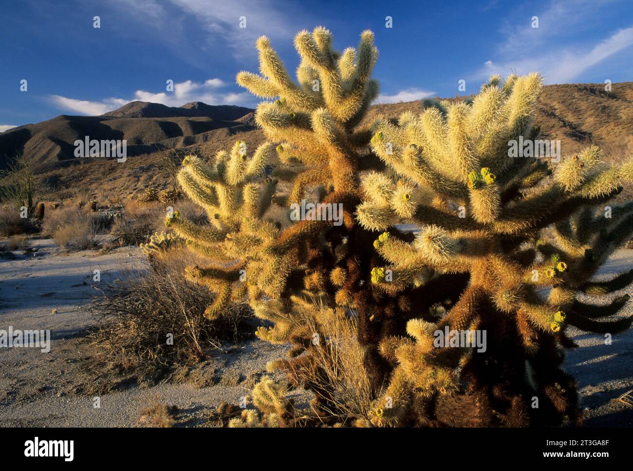 Cholla at Bisnaga Alta Wash with Whale Peak, Anza Borrego Desert State ...