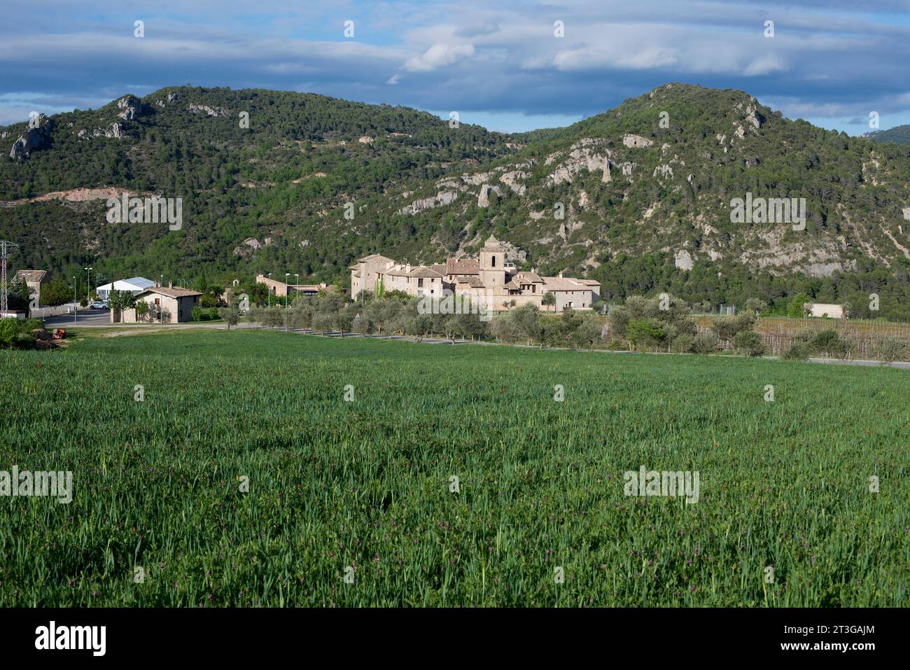Liguerre de cinca hi-res stock photography and images - Alamy