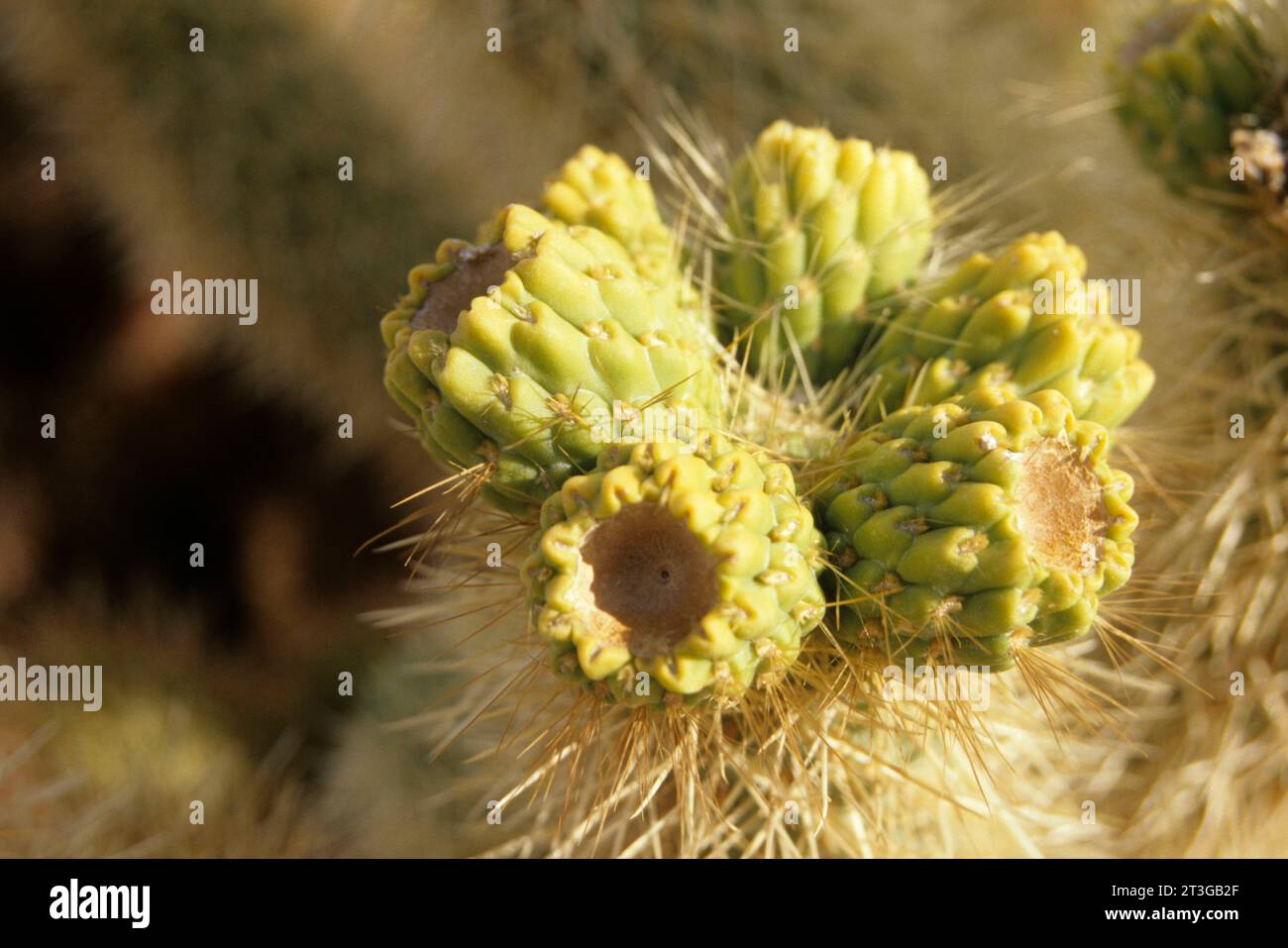 Cholla fruit at Bisnaga Alta Wash, Anza Borrego Desert State Park ...