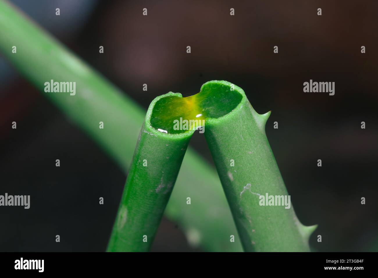 A green bamboo stem with a broken section, revealing the hollow core of ...