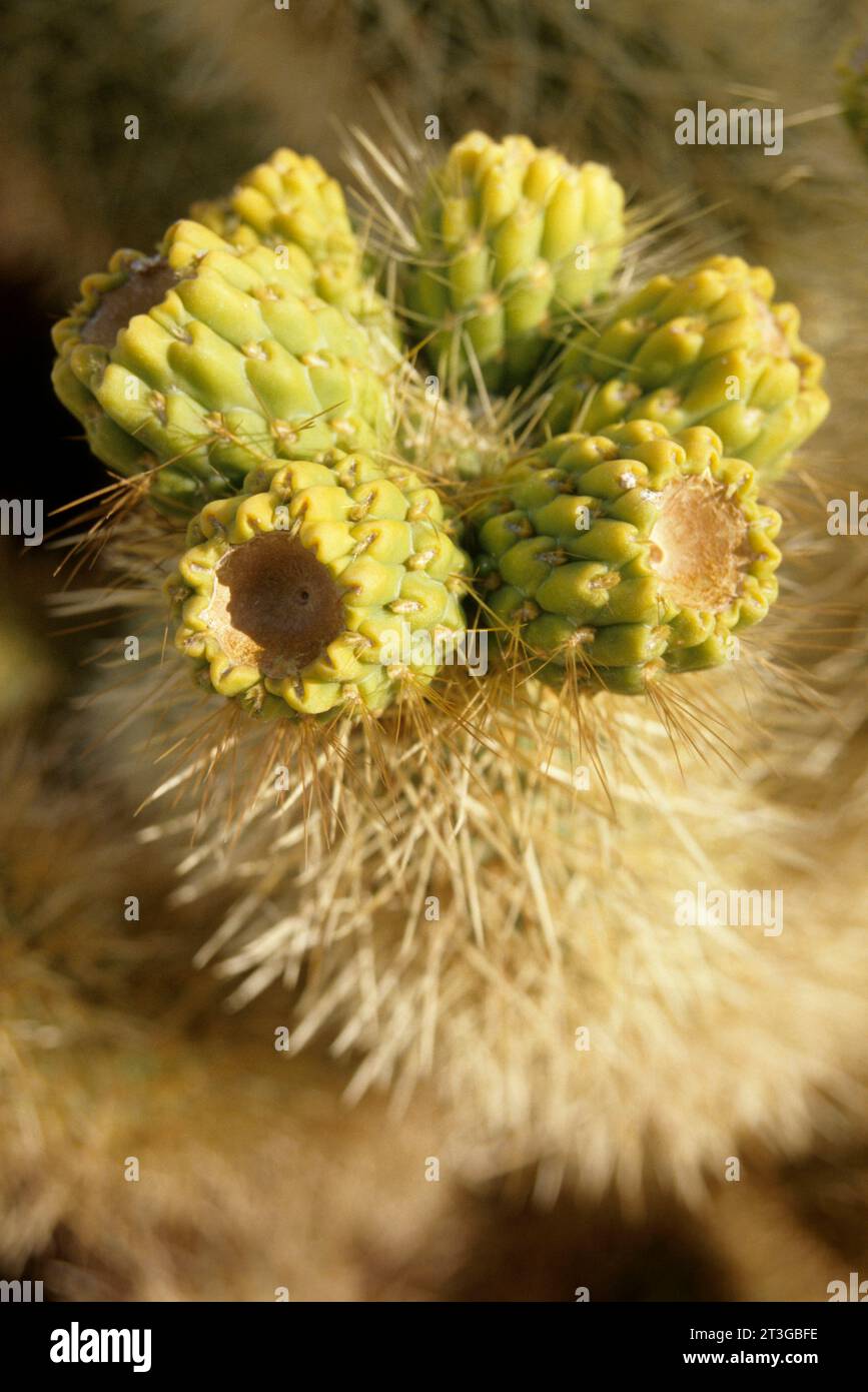 Cholla fruit at Bisnaga Alta Wash, Anza Borrego Desert State Park ...