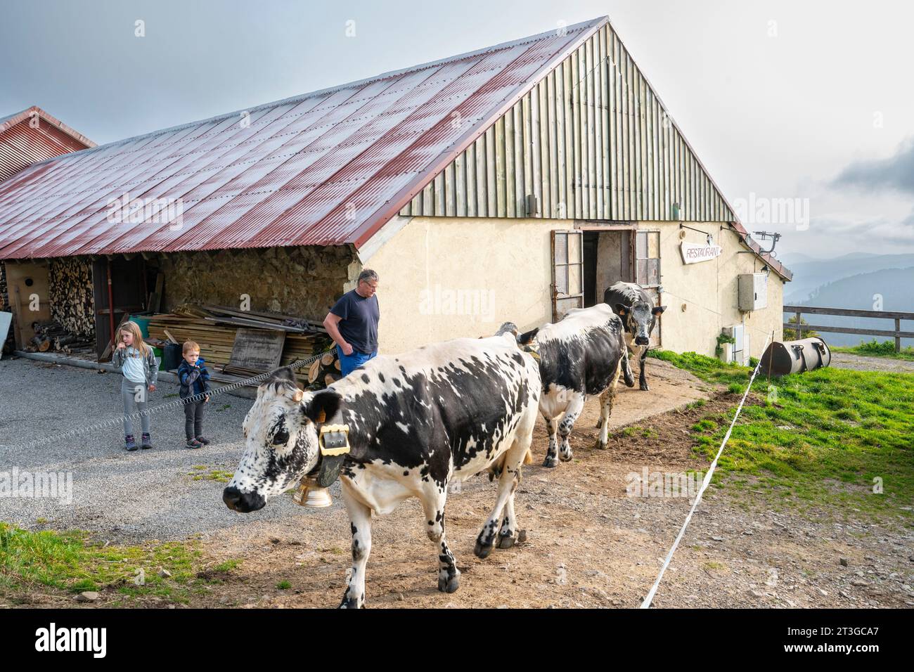 France, Haut Rhin, Munster, the Steinwasen farm inn on the eastern side ...