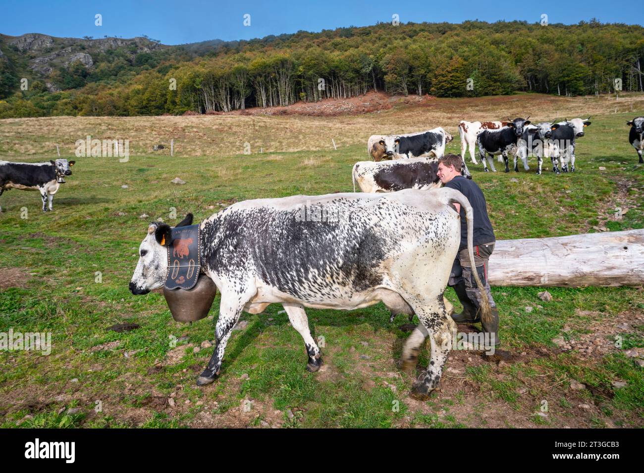 France, Haut Rhin, Munster, the Steinwasen farm inn on the eastern side ...