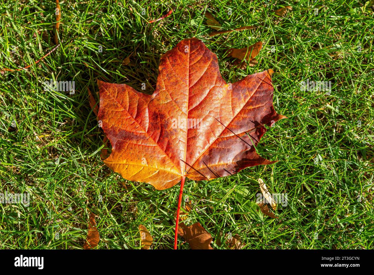 Sycamore maple leaf hi-res stock photography and images - Alamy
