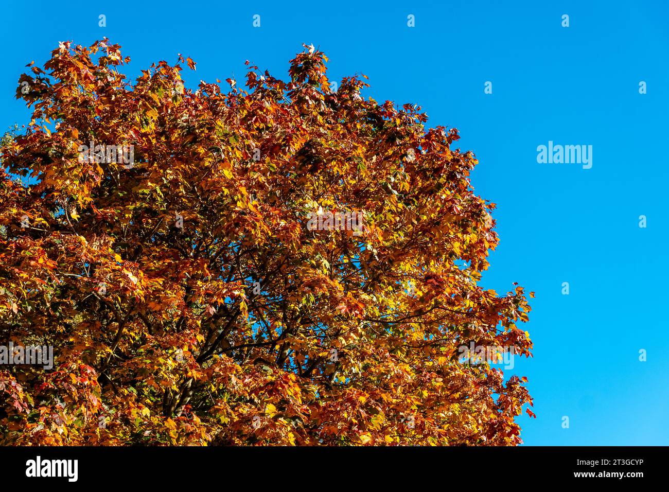 Sycamore tree in autumn hi-res stock photography and images - Alamy