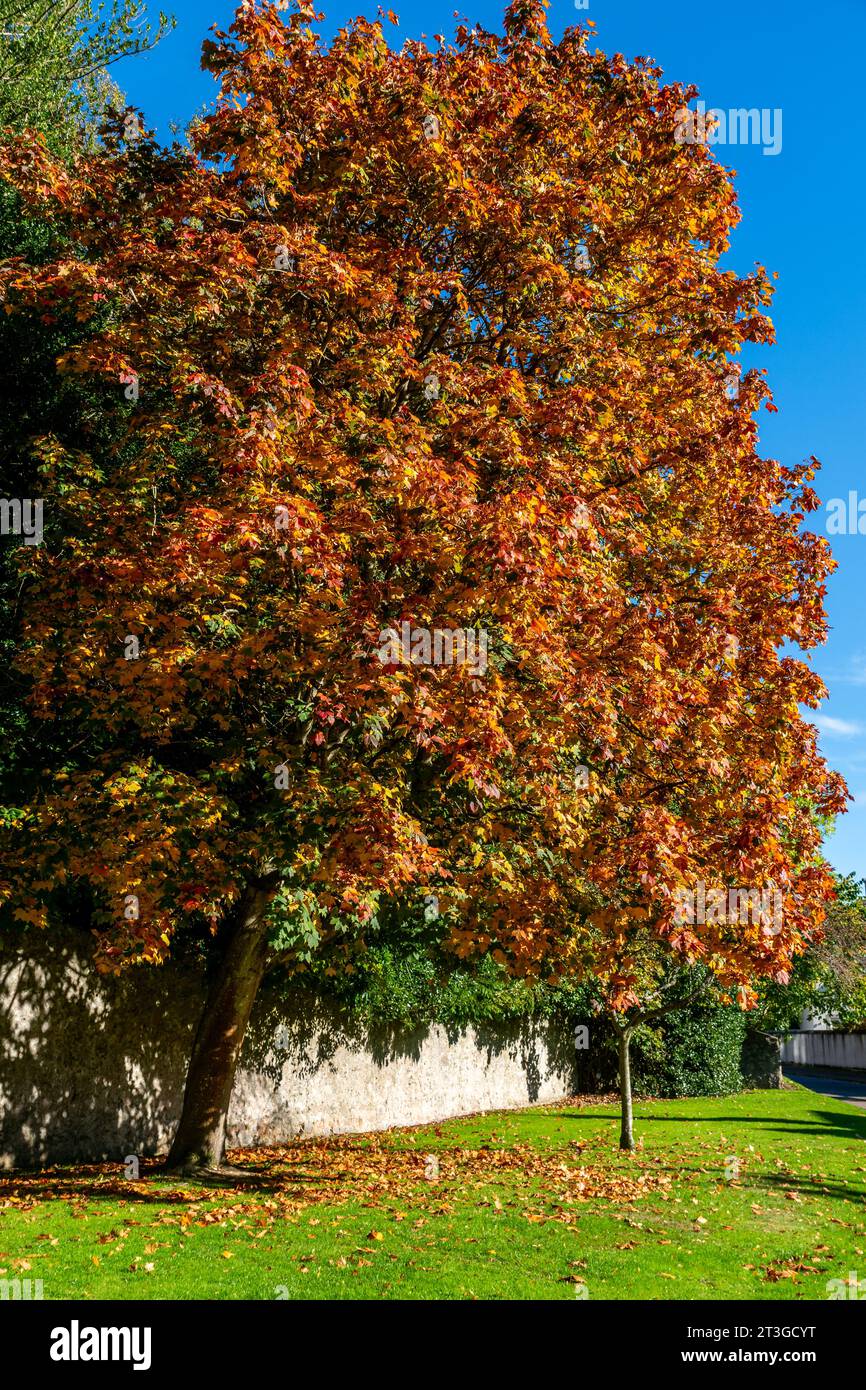 Sycamore tree in autumn sunshine Stock Photo - Alamy