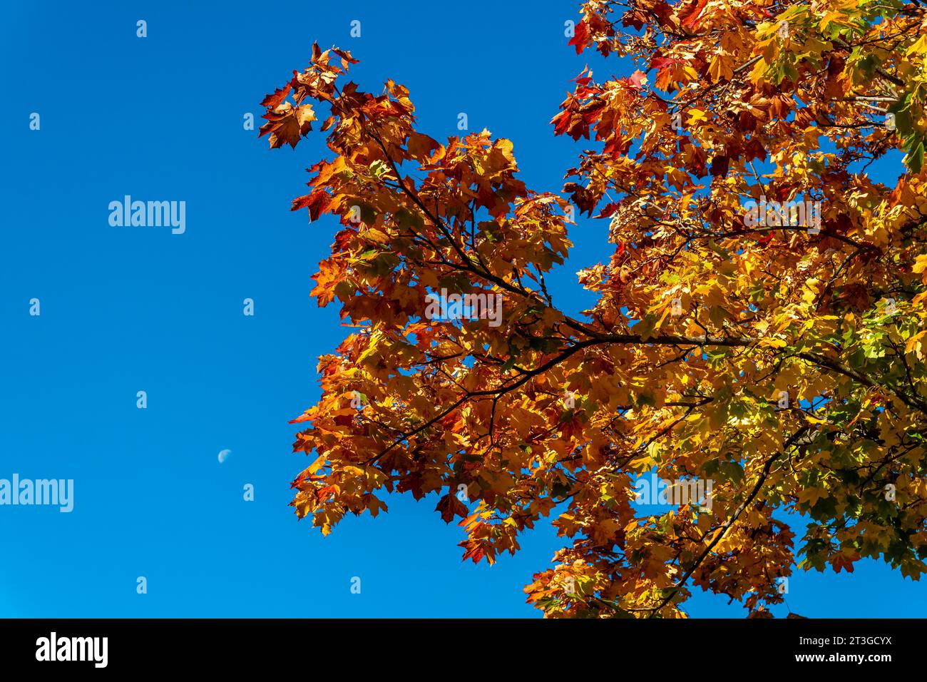Crown of a sycamore tree in autumn sunshine Stock Photo - Alamy
