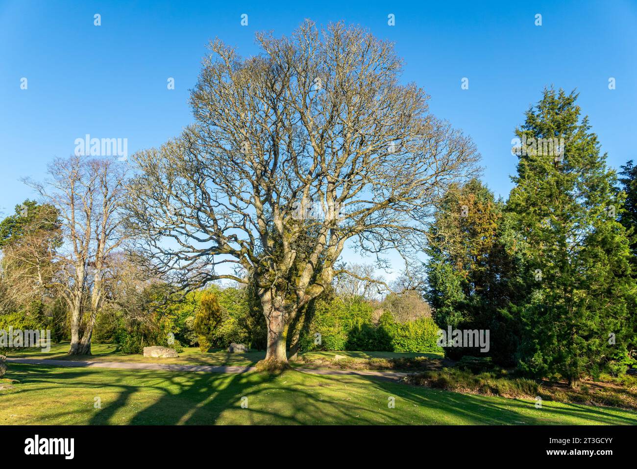 Tree branches in winter park hi-res stock photography and images - Alamy