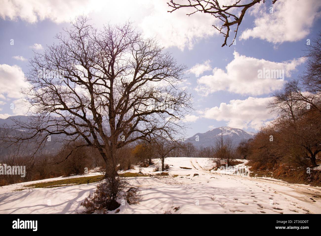 A beautiful large oak tree in winter Stock Photo - Alamy