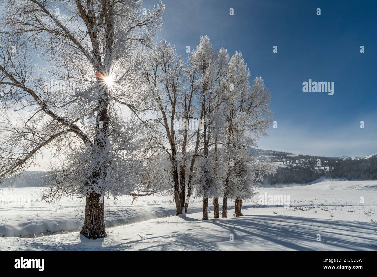 United States, Wyoming, Yellowstone National Park, listed as World ...