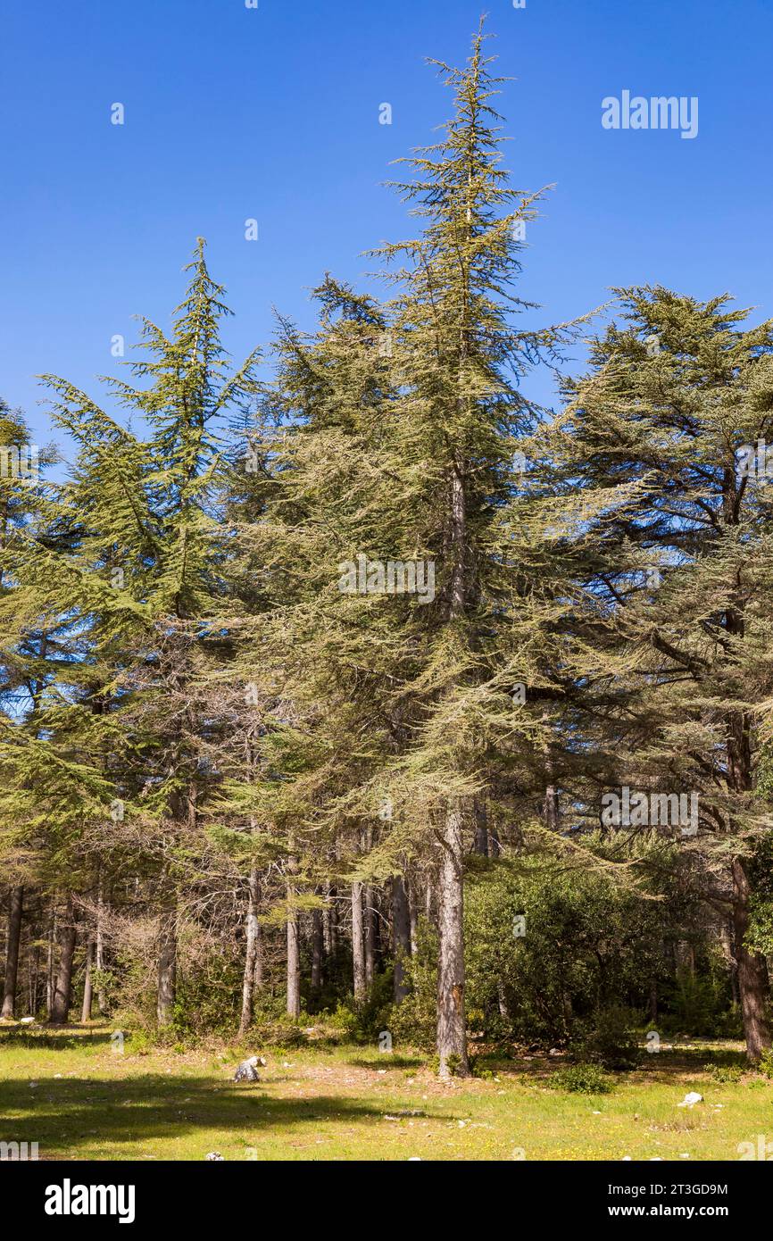 France, Vaucluse, Parc Naturel Regional du Luberon (Luberon Natural ...