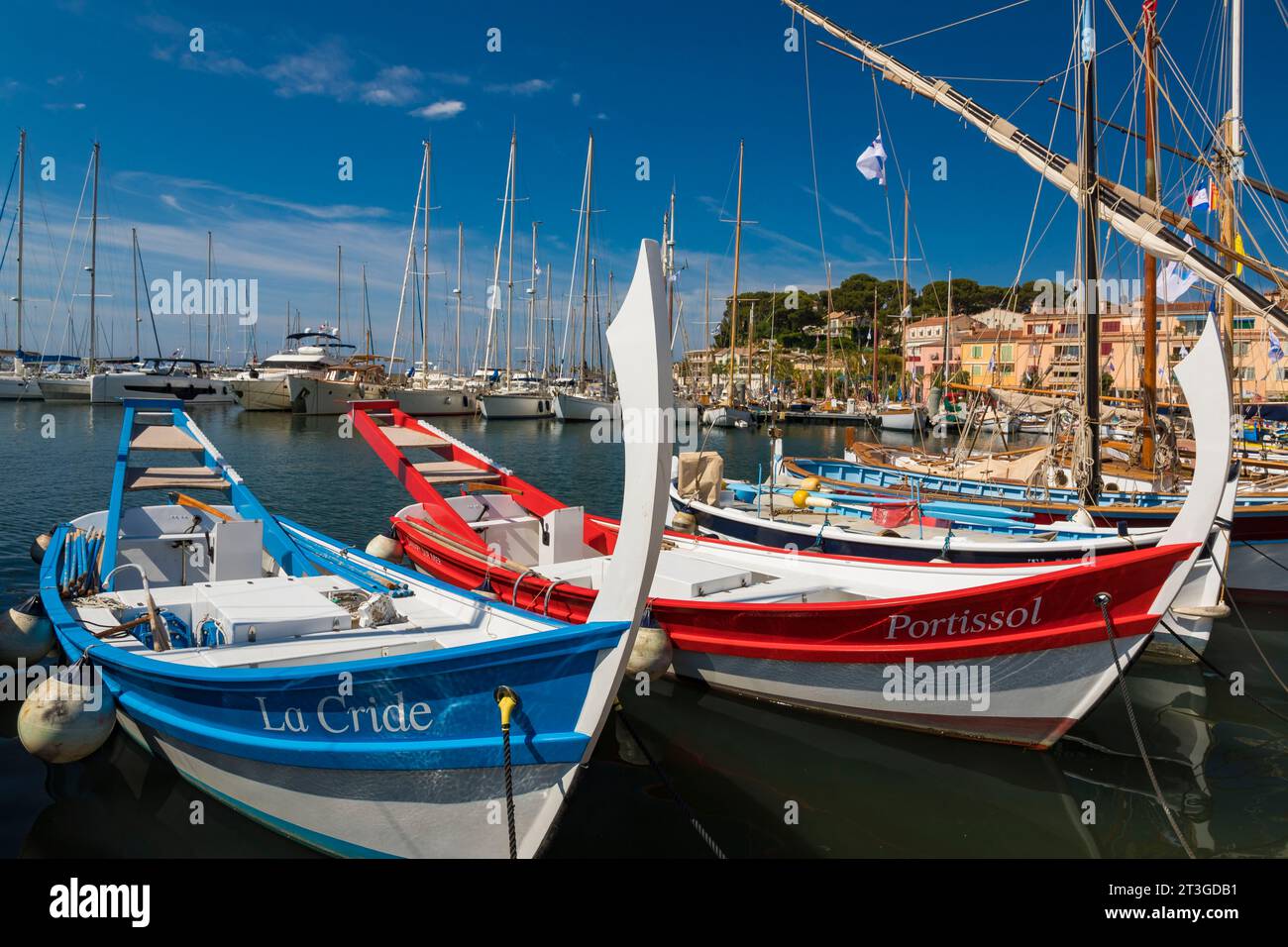 Blue pointus hi-res stock photography and images - Alamy