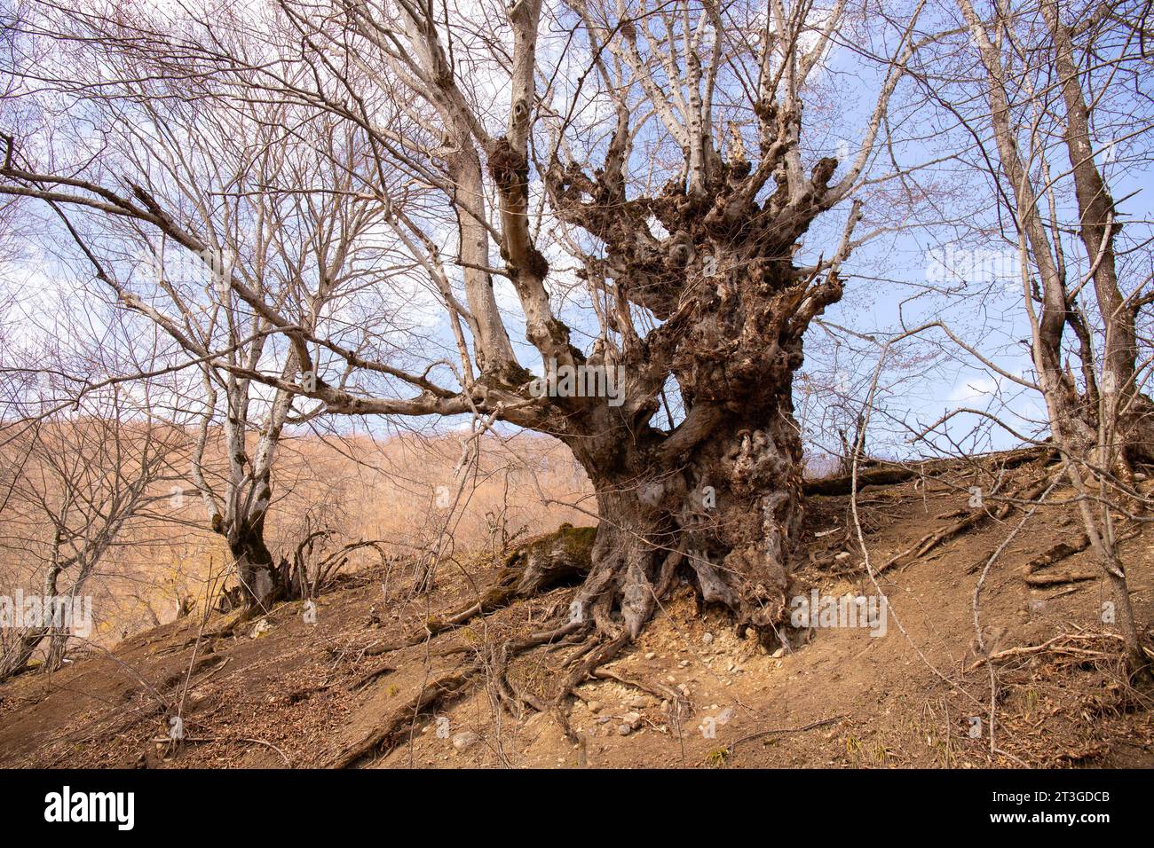 Old gnarled tree in the forest Stock Photo - Alamy