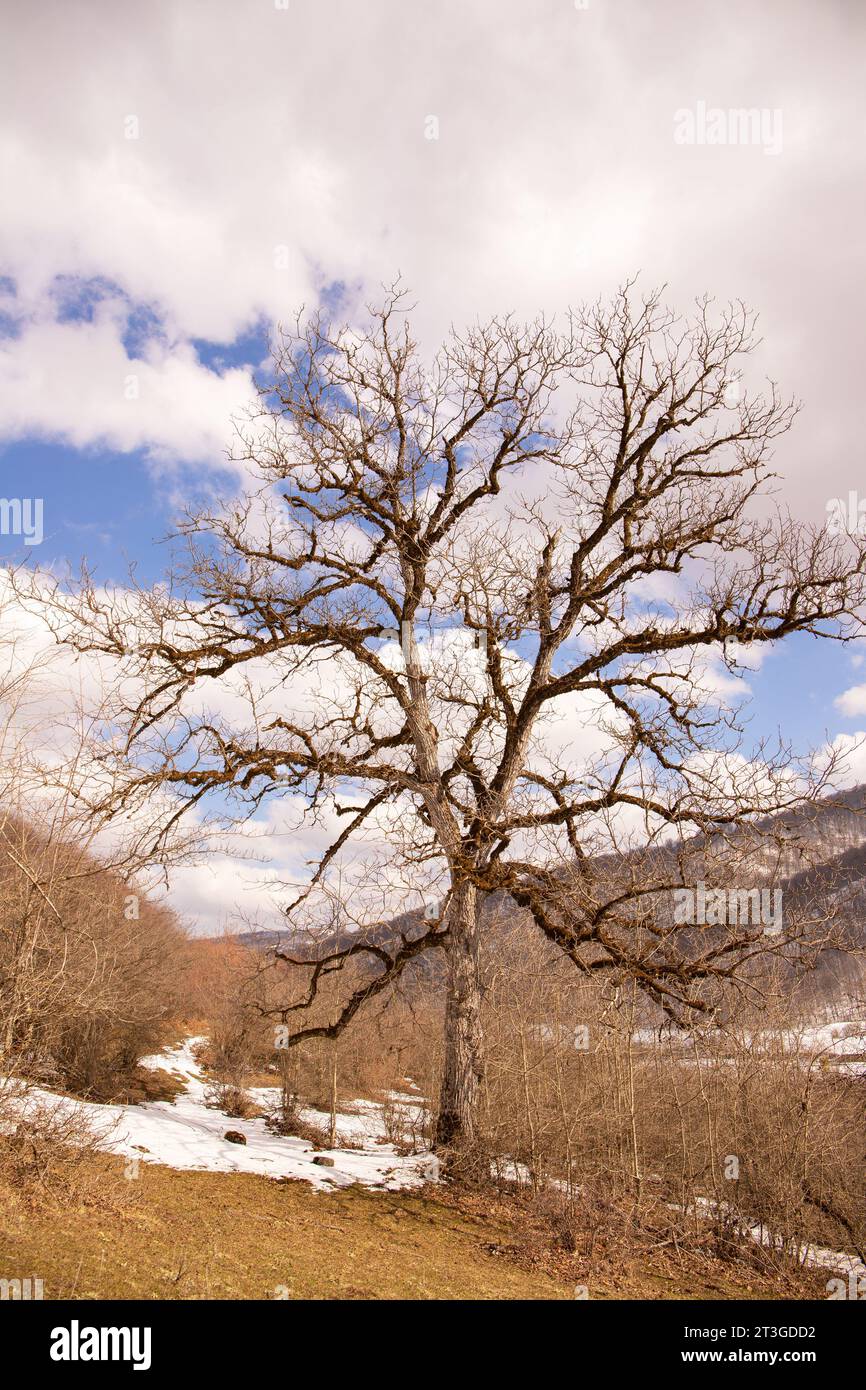 A beautiful large oak tree in winter Stock Photo - Alamy