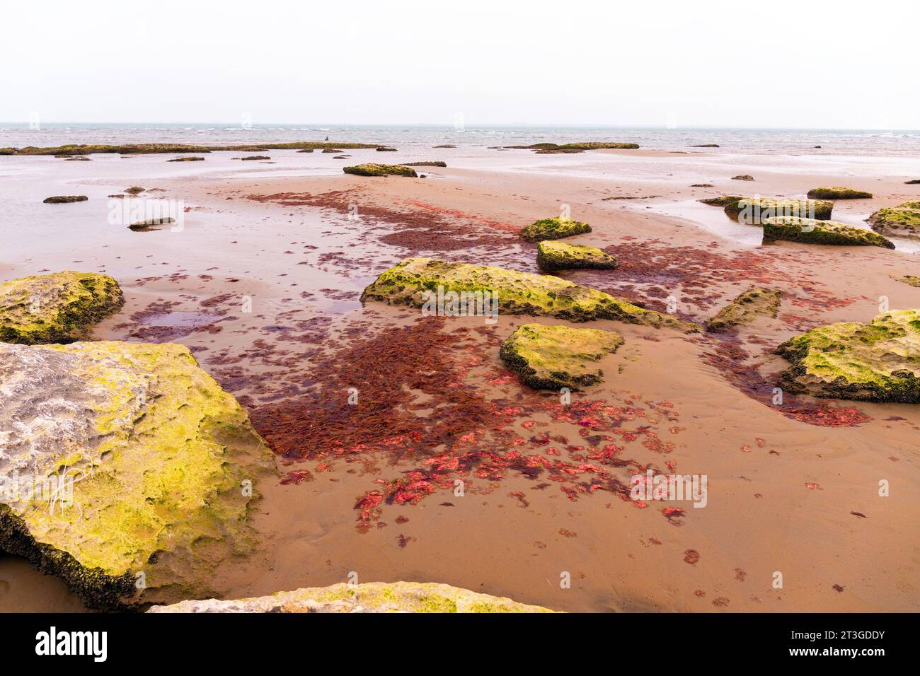 Red sea blue green algae hi-res stock photography and images - Alamy