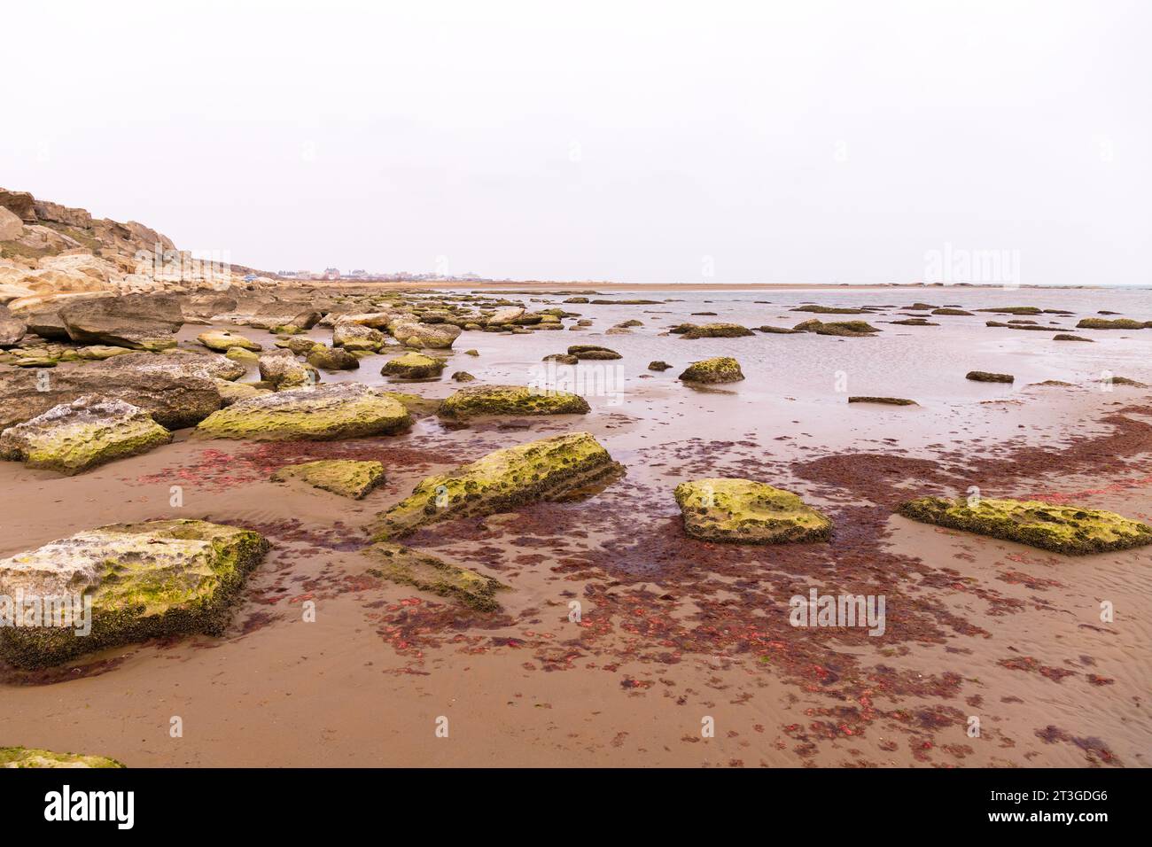 Red algae near rocky hi-res stock photography and images - Alamy