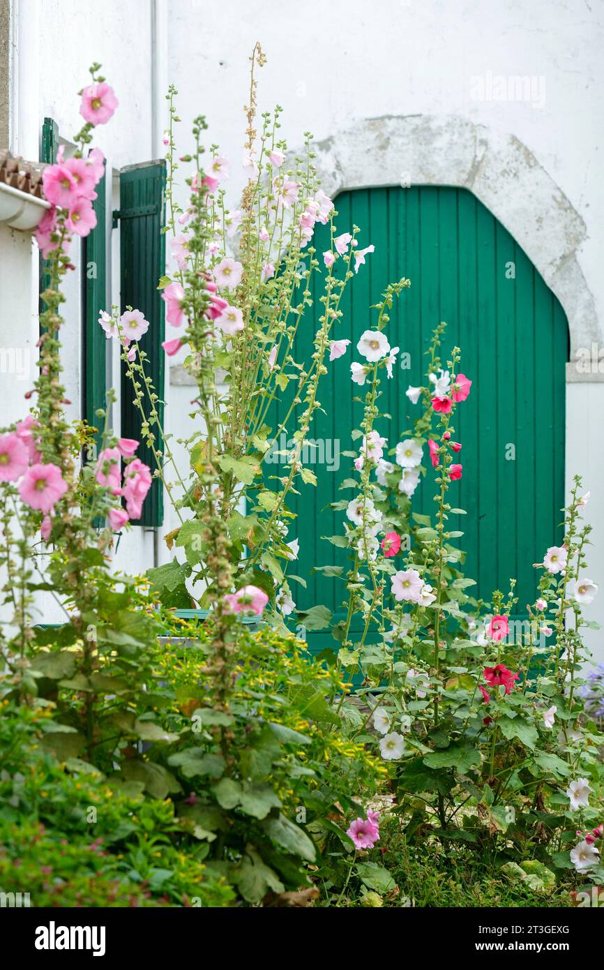 France, Charente Maritime, Ile de Re, Loix, hollyhocks and door of a ...