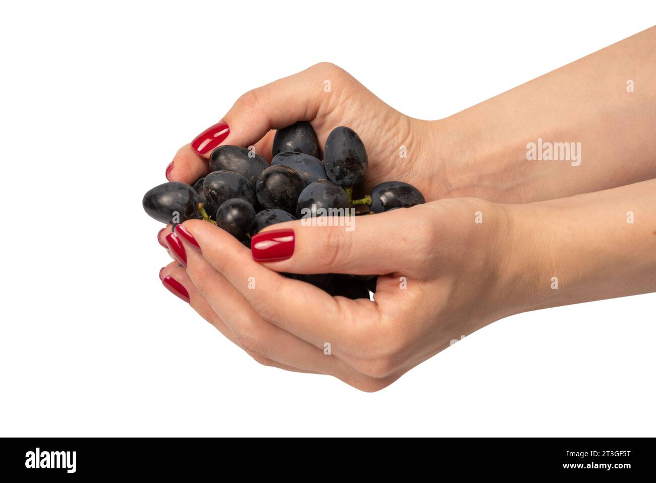 A sprig of red grapes in woman hands with red nail polish isolated on a ...